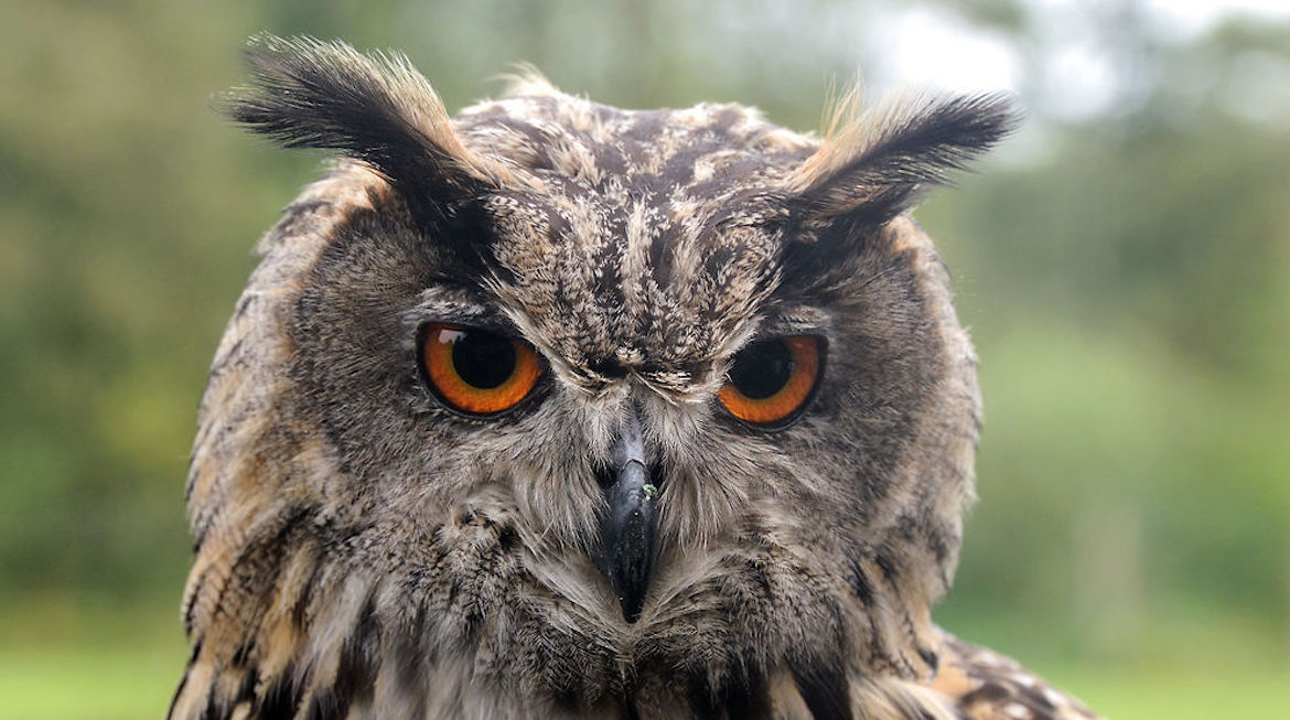 Der er ugler i marketing-mosen - Dansk Markedsføring